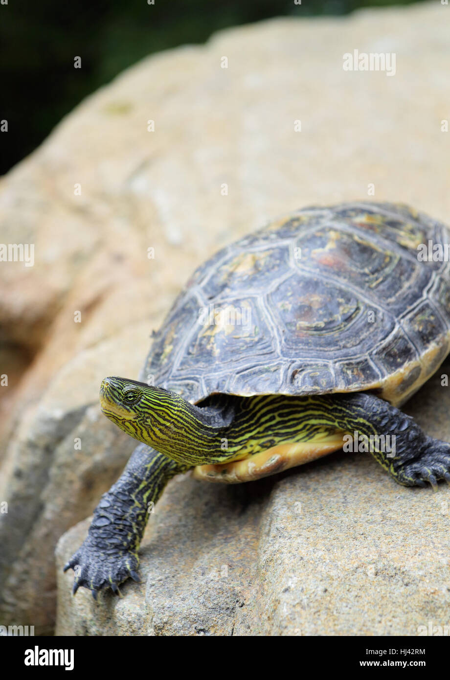 close, single, closeup, animal, reptile, amphibian, green, wild ...