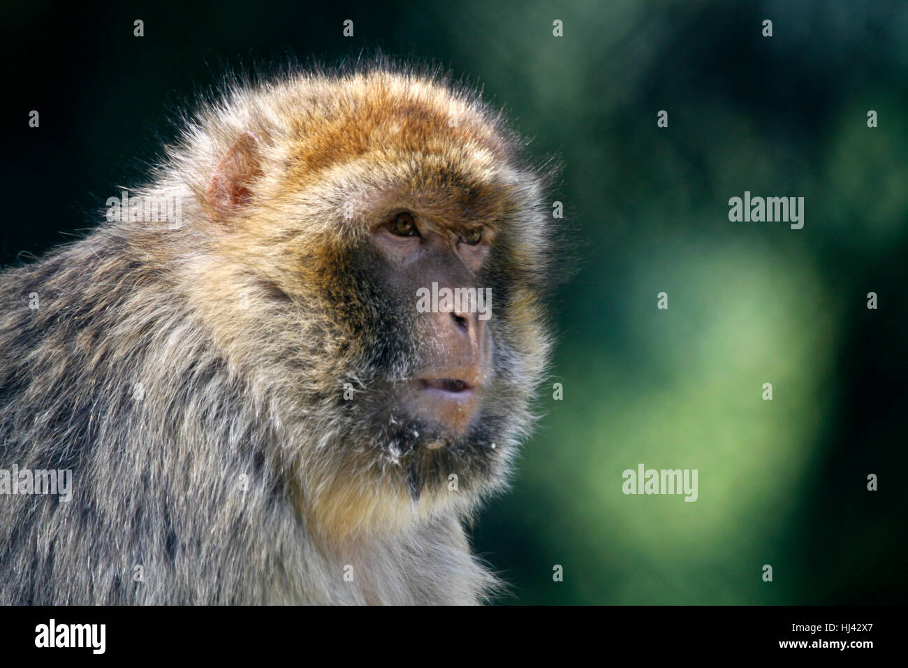 animal, mammal, monkey, morocco, gibraltar, algeria, berberaffe, magot ...