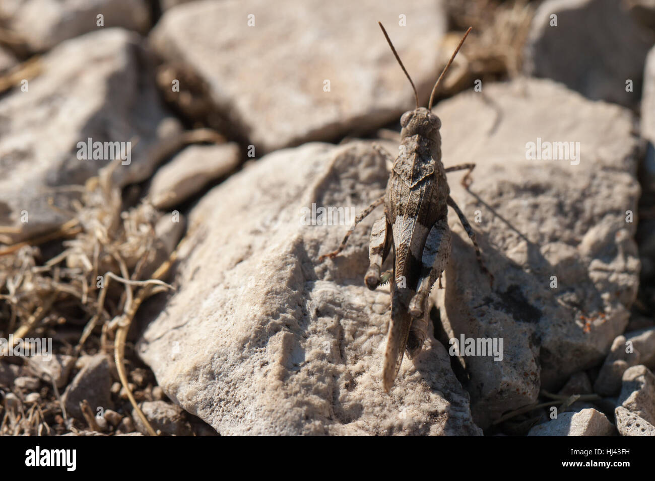 Brown locust close up full body side view (Oedipoda carulescens Stock ...