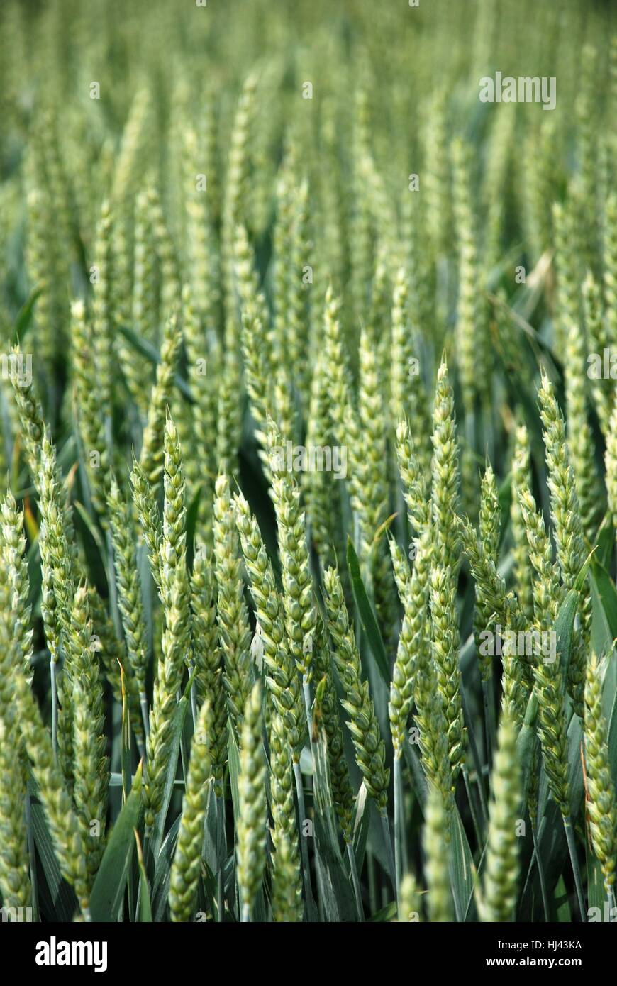 garden, hunger, wild, leaves, agriculture, farming, field, summer ...