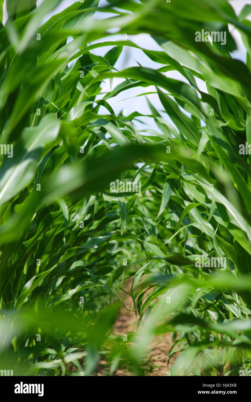 green corn field, agriculture Stock Photo - Alamy