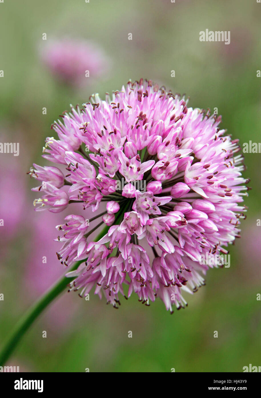 Bltenball hi-res stock photography and images - Alamy