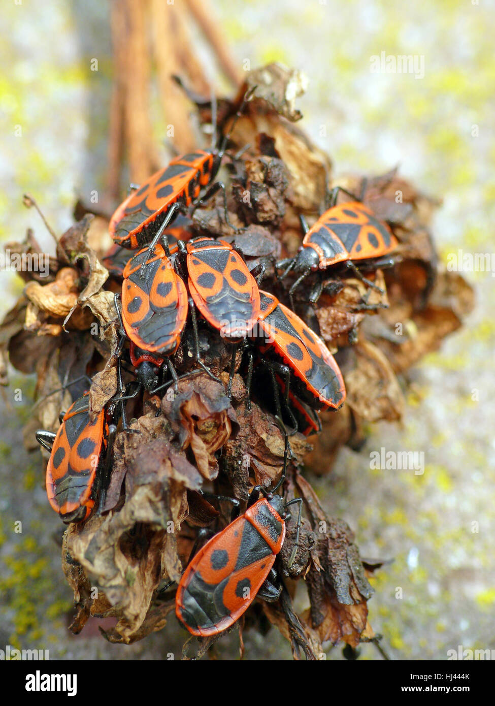 pool, accumulation, bugs, aggregation, assembly, gathering, insects ...