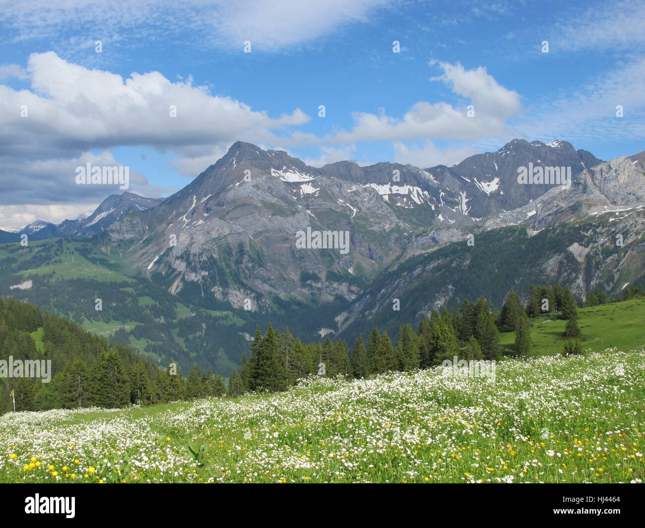 tree, trees, tourism, alps, flower, flowers, plant, summer, summerly ...