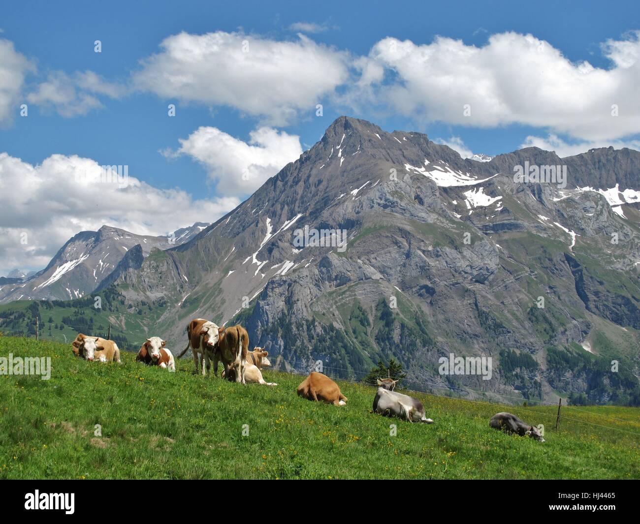 tourism, animals, agriculture, farming, alps, summer, summerly ...