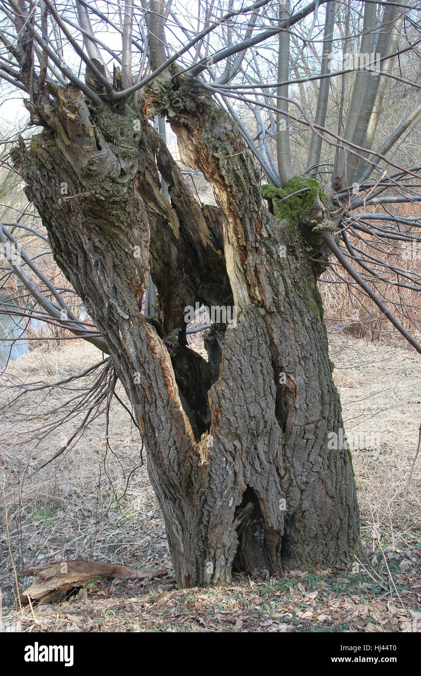 Knoted willow tree hi-res stock photography and images - Alamy