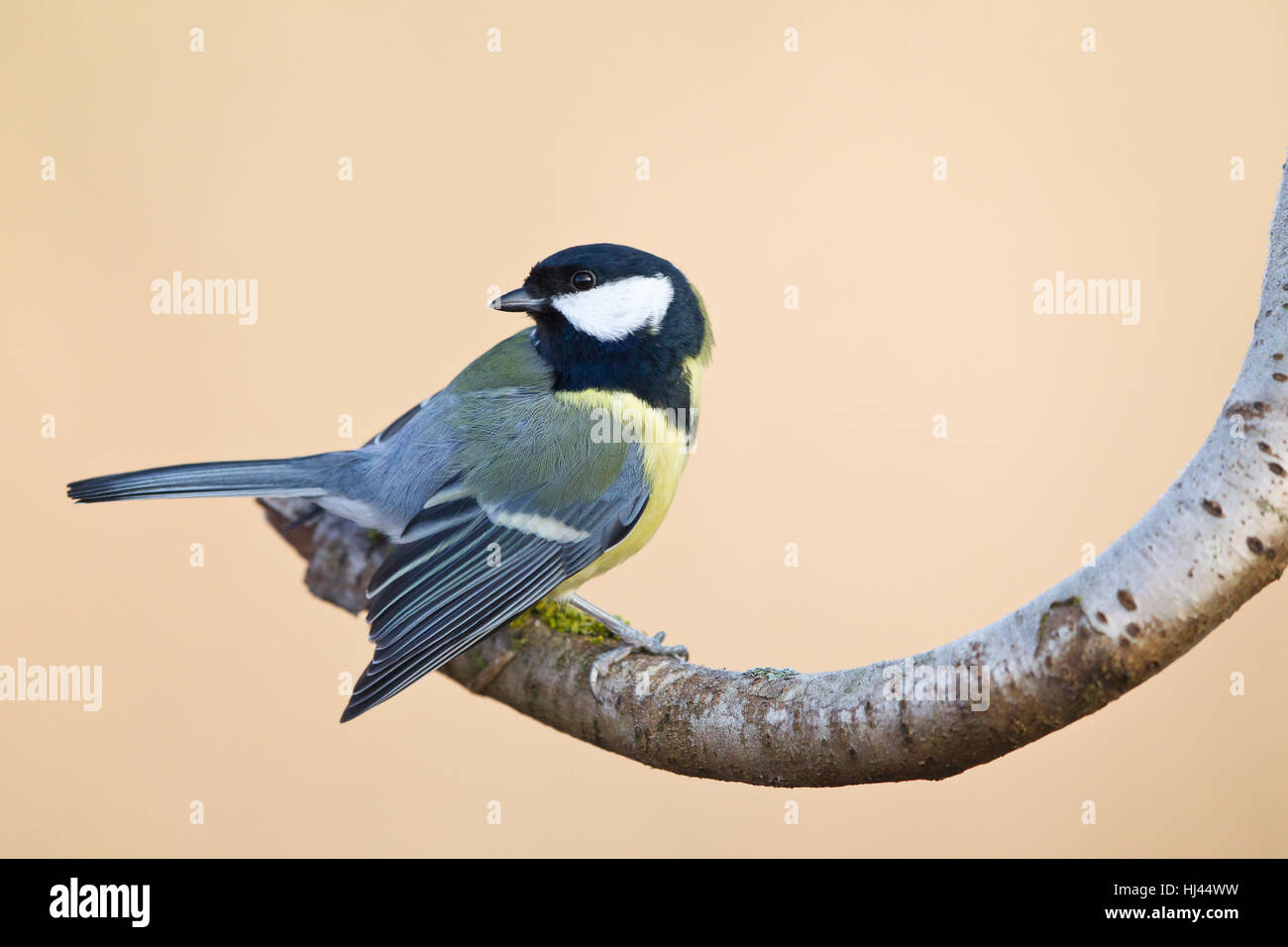 conservation of nature, titmouse, great titmouse, major, nature ...