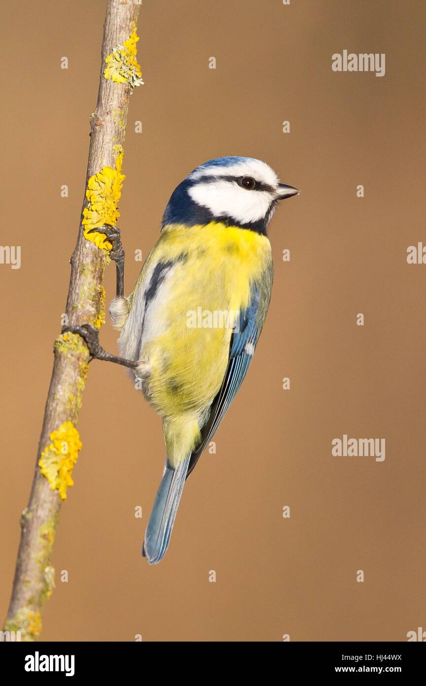 blue, tree, bird, birds, titmouse, blue tit, ornithology, nature, blue ...