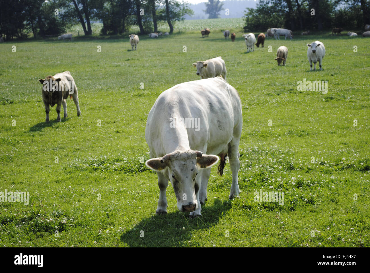 Pig snake hi-res stock photography and images - Alamy