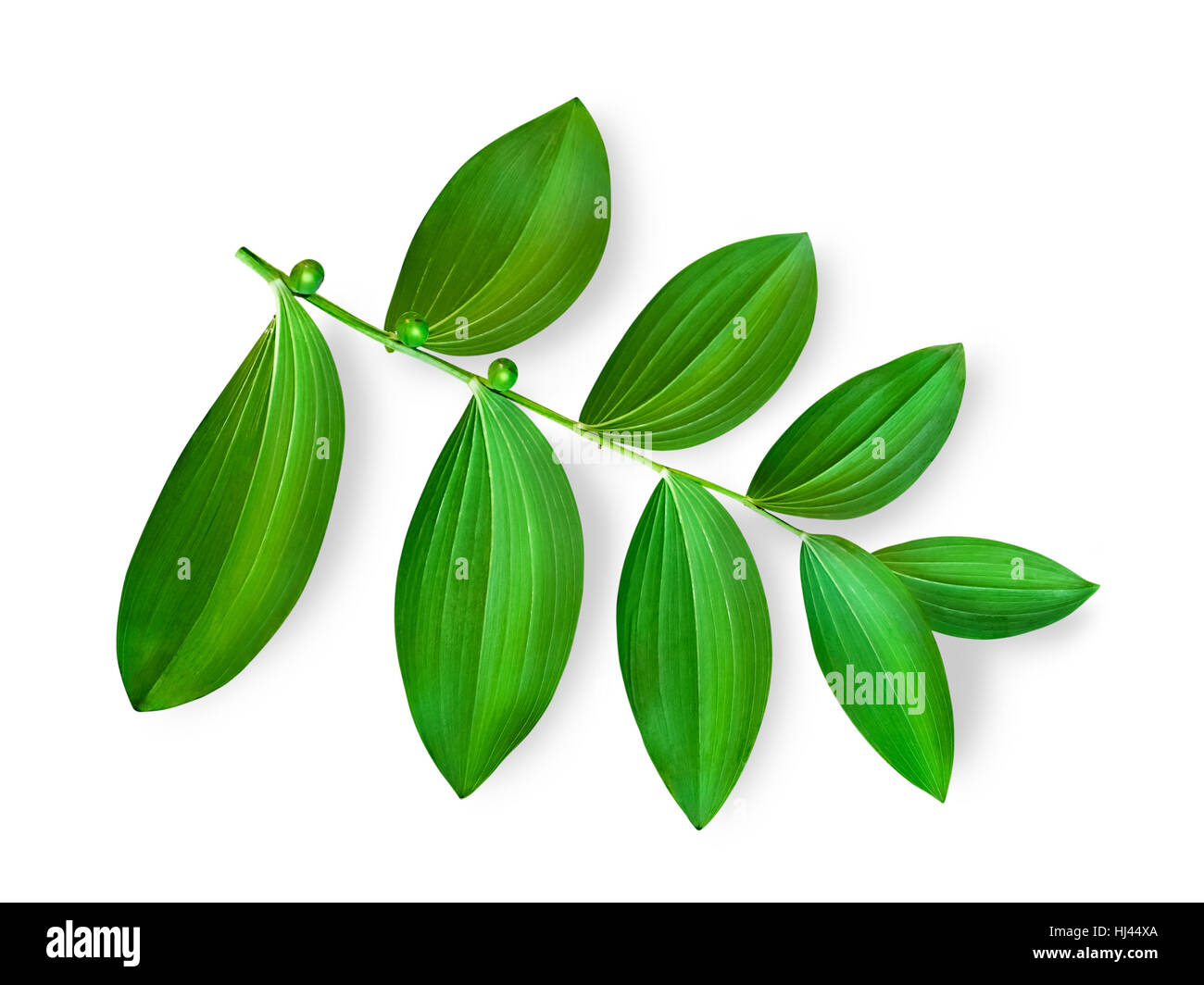 leaf, object, single, leaves, flora, botany, shape, growth, nobody ...