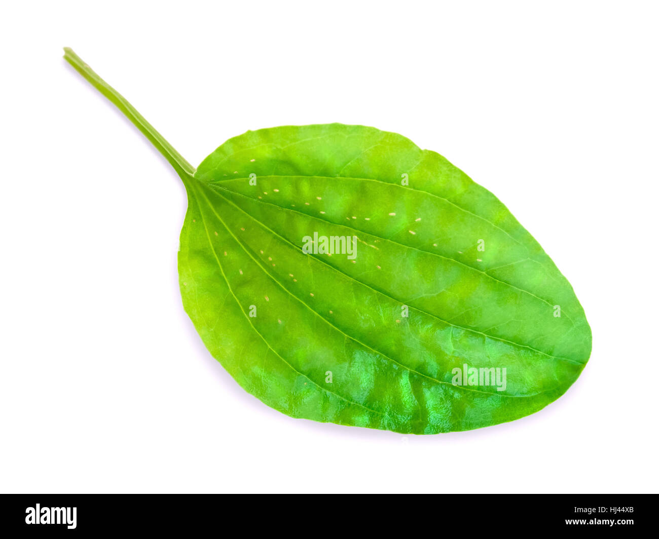 leaf, object, single, environment, enviroment, flora, botany, shape ...