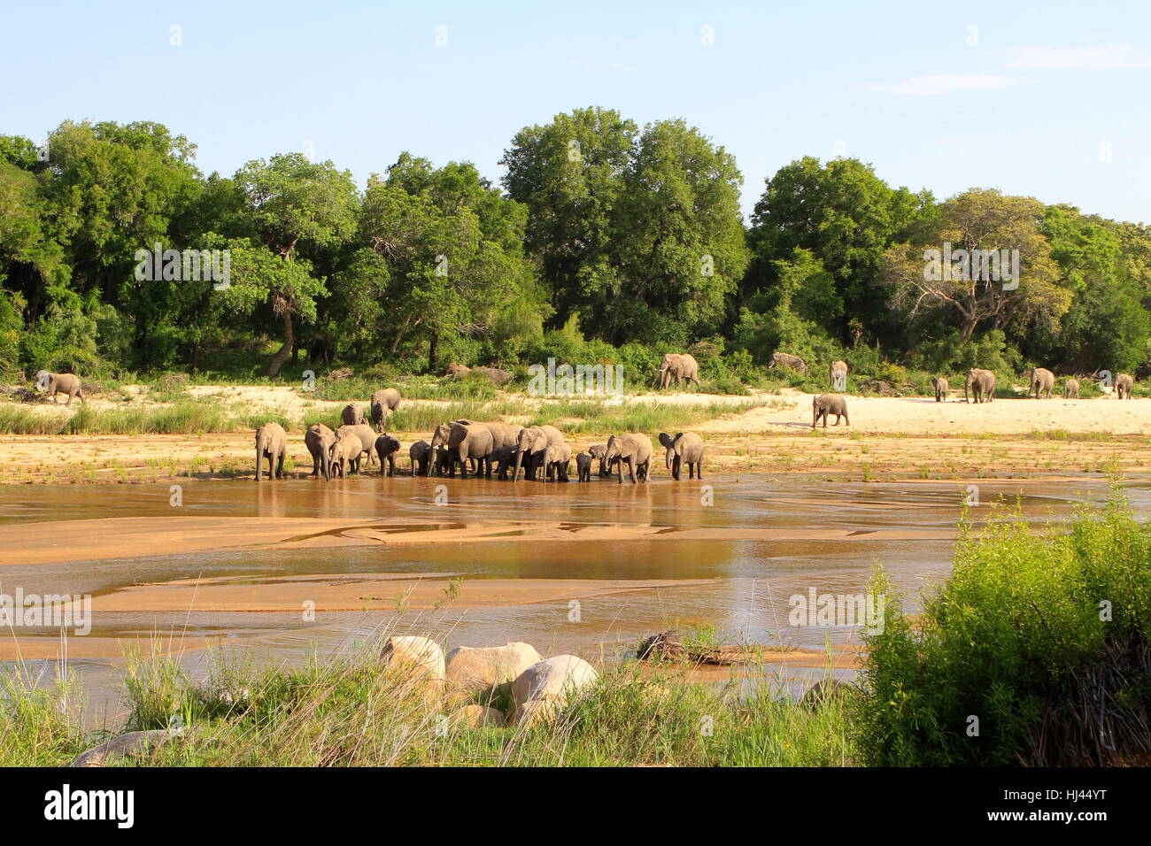greeting, proboscis, kiss, beating of the heart, hug, embracement ...