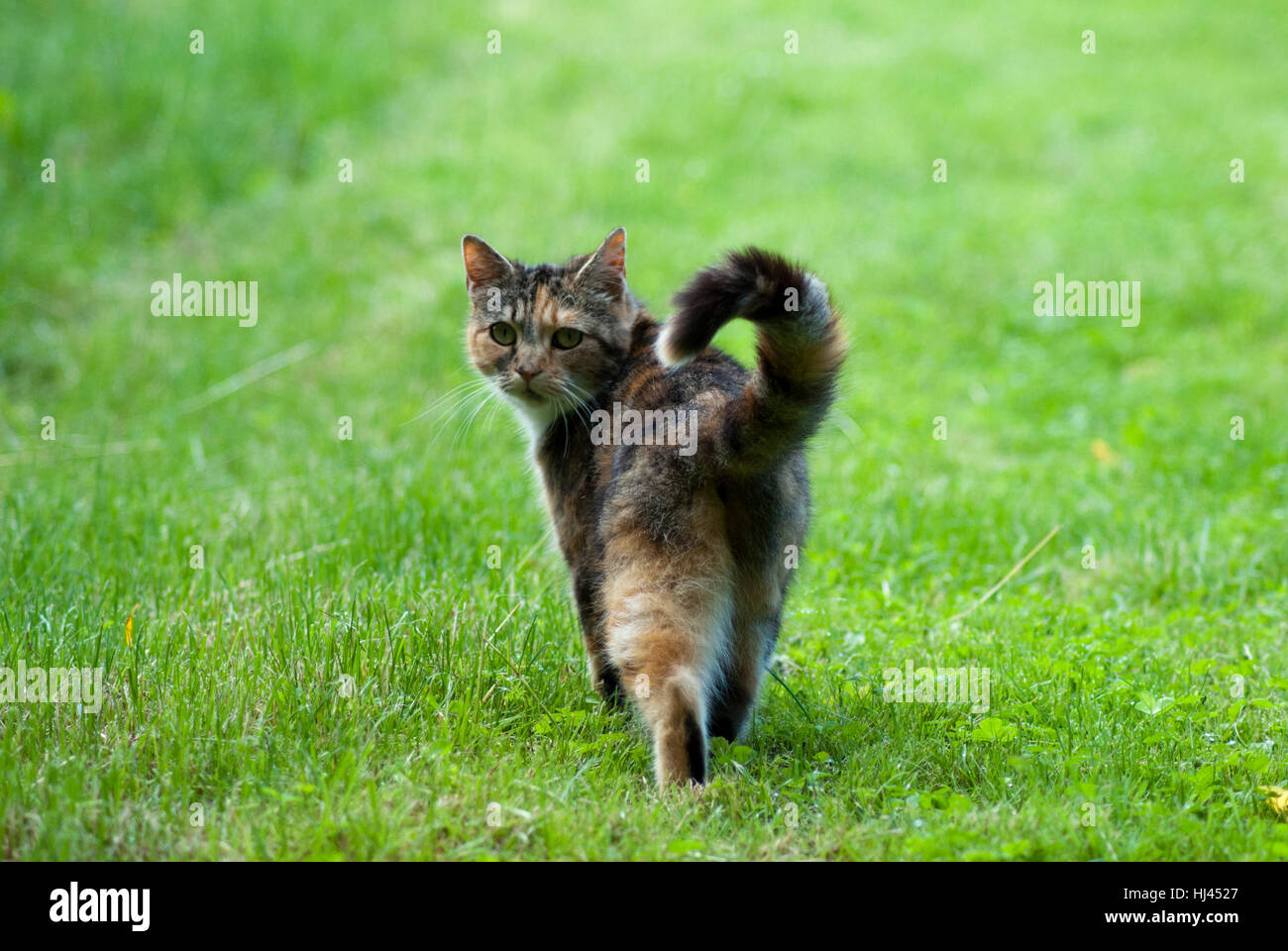 animals, frog, cow, snake, wild boar, pig, kingfisher, kingfishers ...