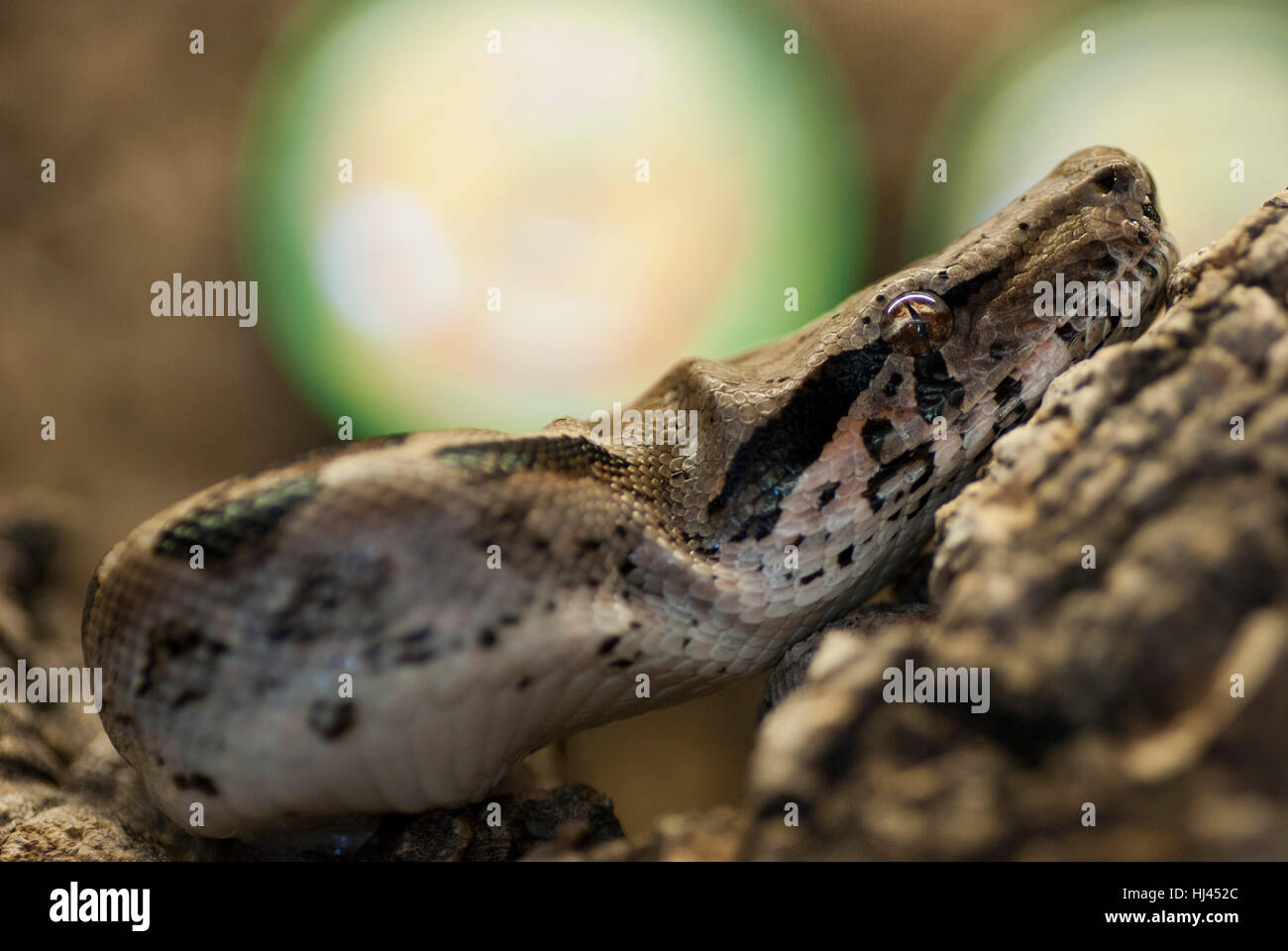 animals, frog, cow, snake, wild boar, pig, kingfisher, kingfishers ...