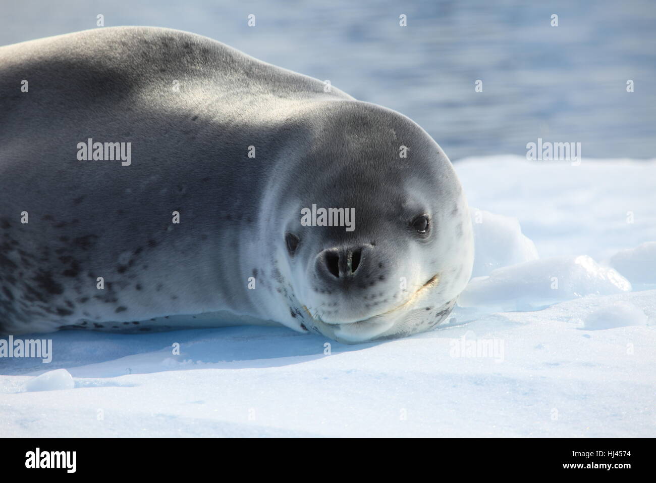 Leopards teeth mouth hi-res stock photography and images - Alamy