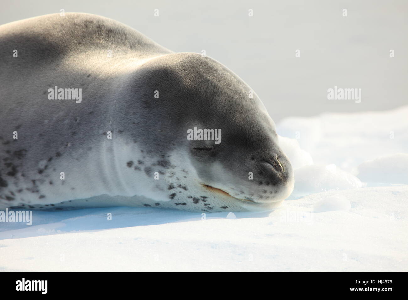 Leopards teeth mouth hi-res stock photography and images - Alamy