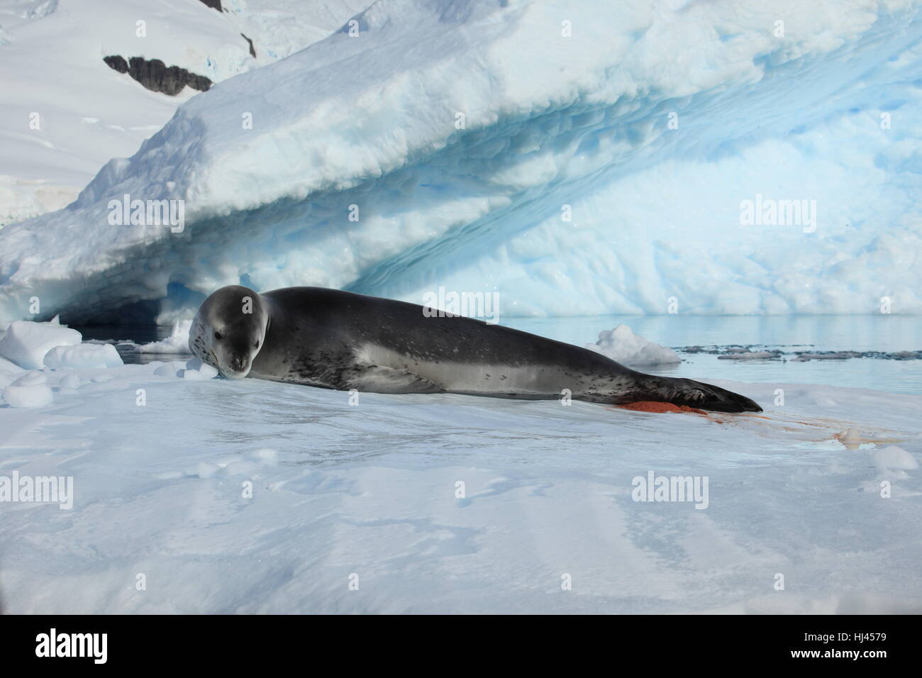 Leopards teeth mouth hi-res stock photography and images - Alamy