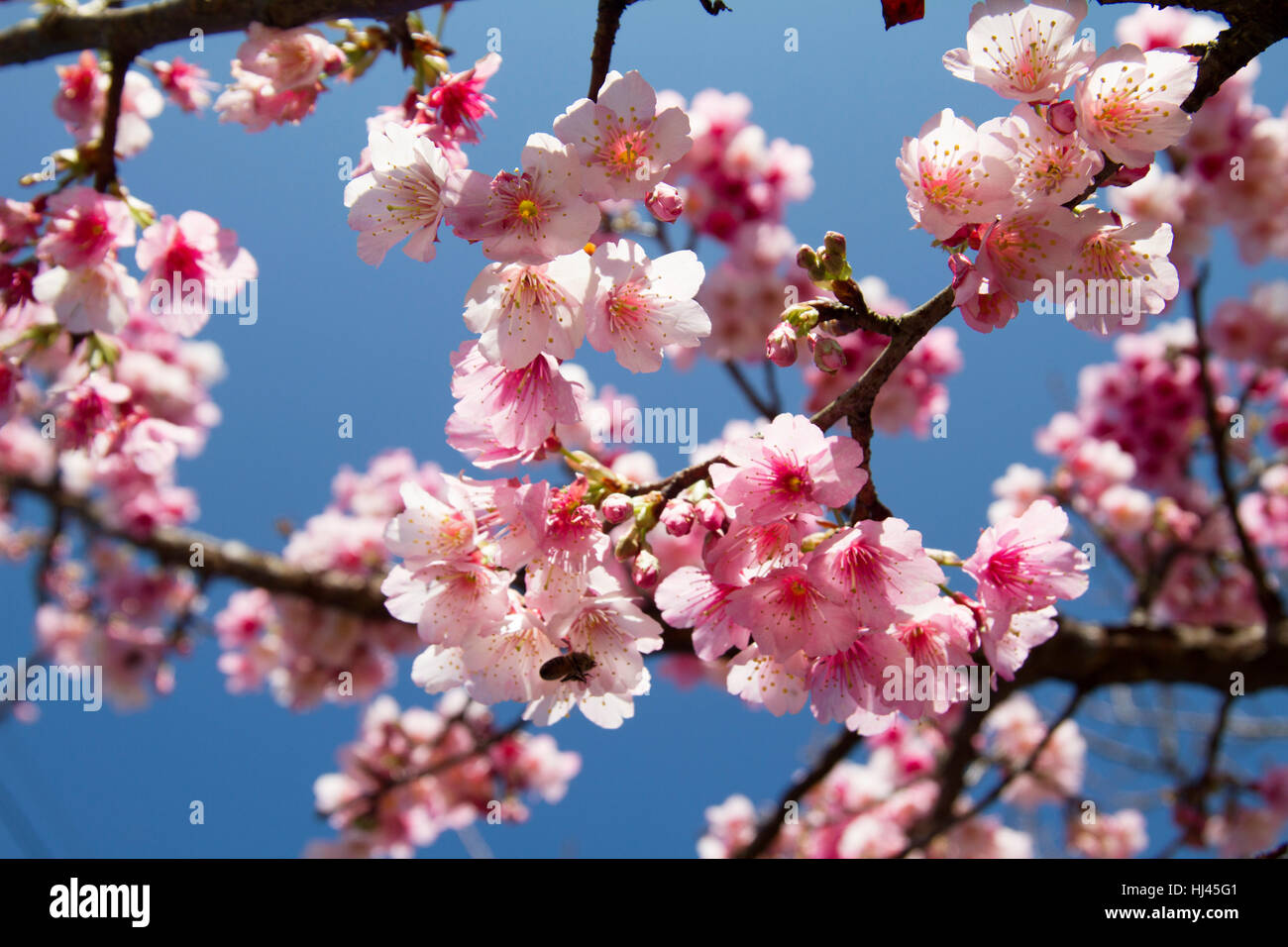 close, detail, isolated, closeup, garden, flower, plant, bloom, blossom ...