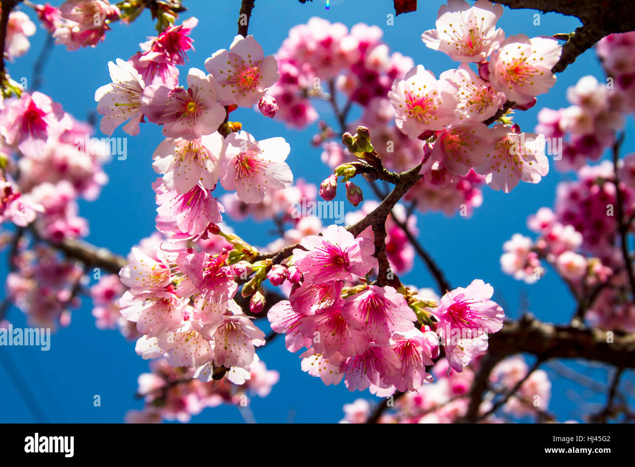 close, detail, isolated, closeup, garden, flower, plant, bloom, blossom ...