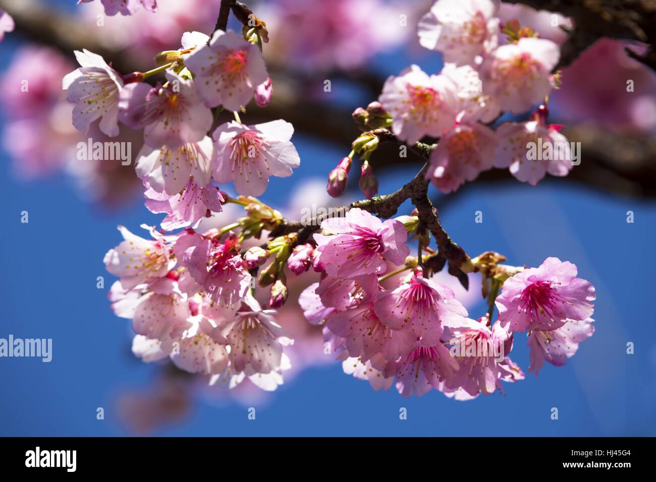 close, detail, isolated, closeup, garden, flower, plant, bloom, blossom ...