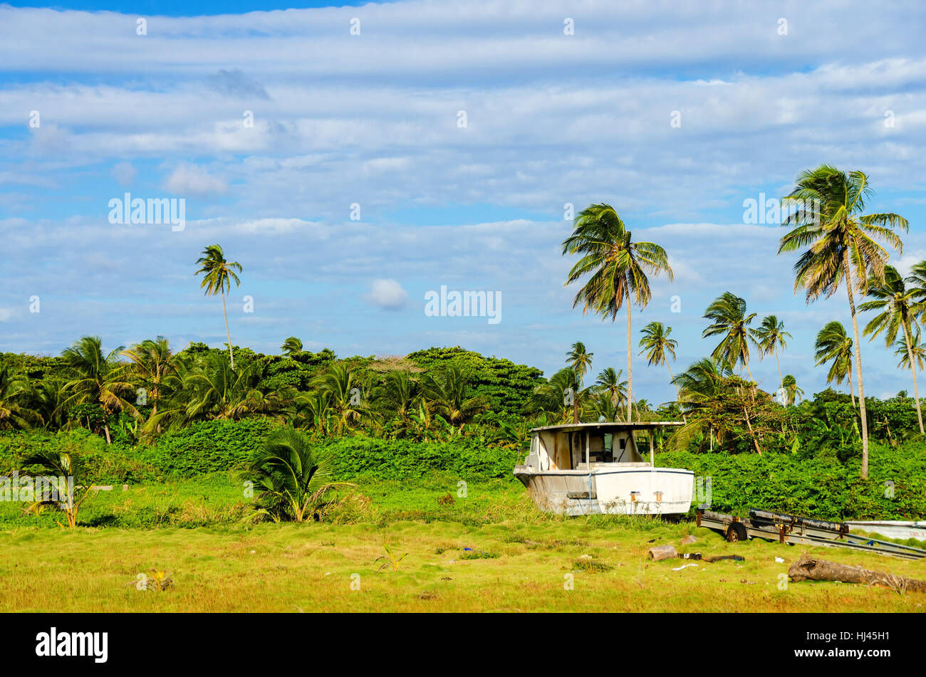 tree, colombia, boat, palm, ship, caribbean, coconut, rowing boat ...