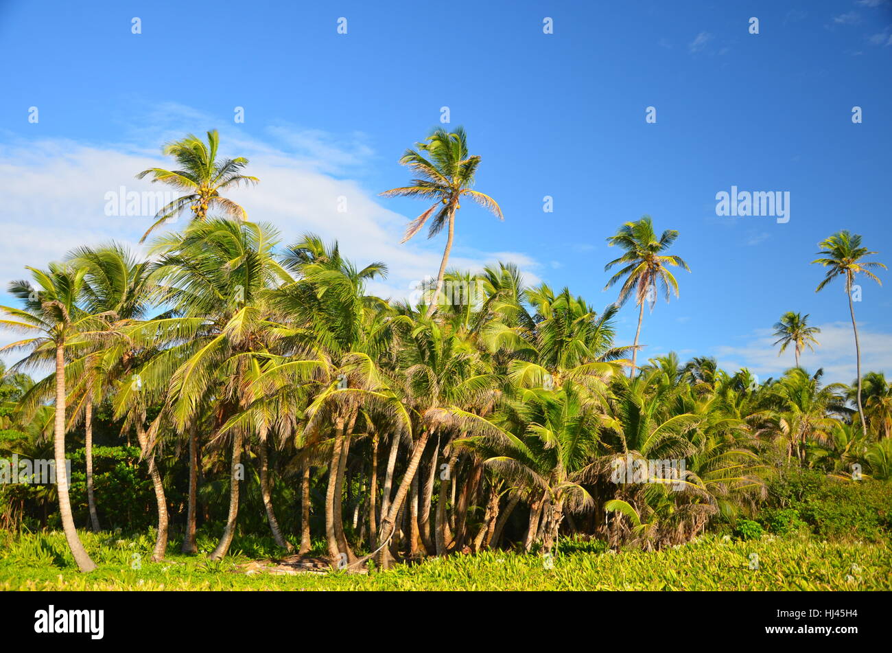 tree, tropical, colombia, palm, caribbean, coconut, forest, blue ...
