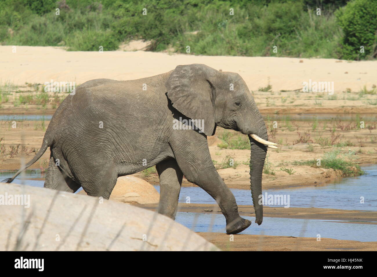 Indian elephant trunk hug hi-res stock photography and images - Alamy