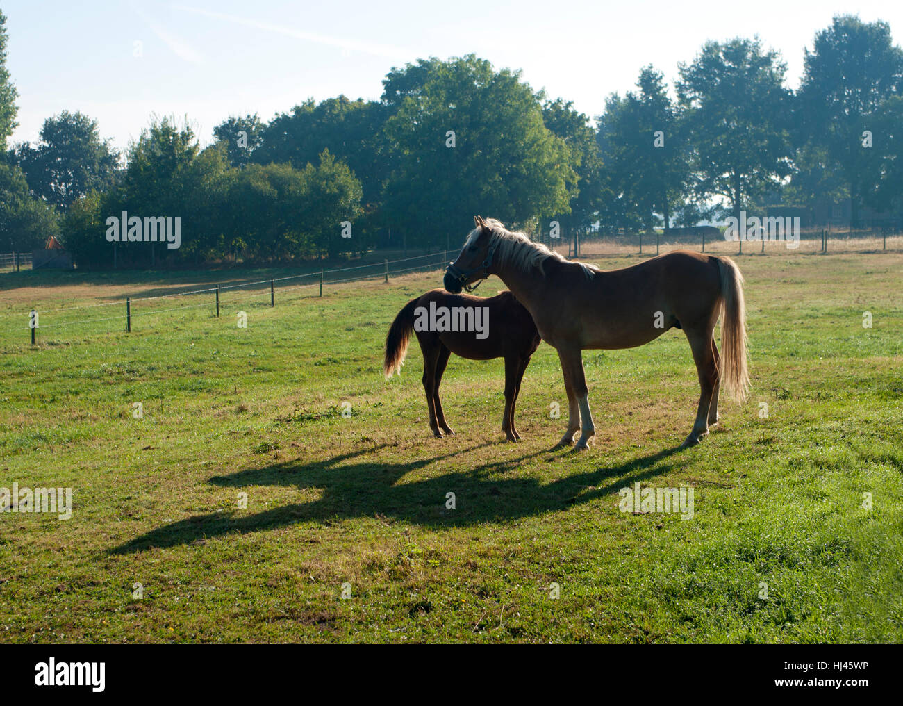 horse, animal, shine, shines, bright, lucent, light, serene, luminous ...