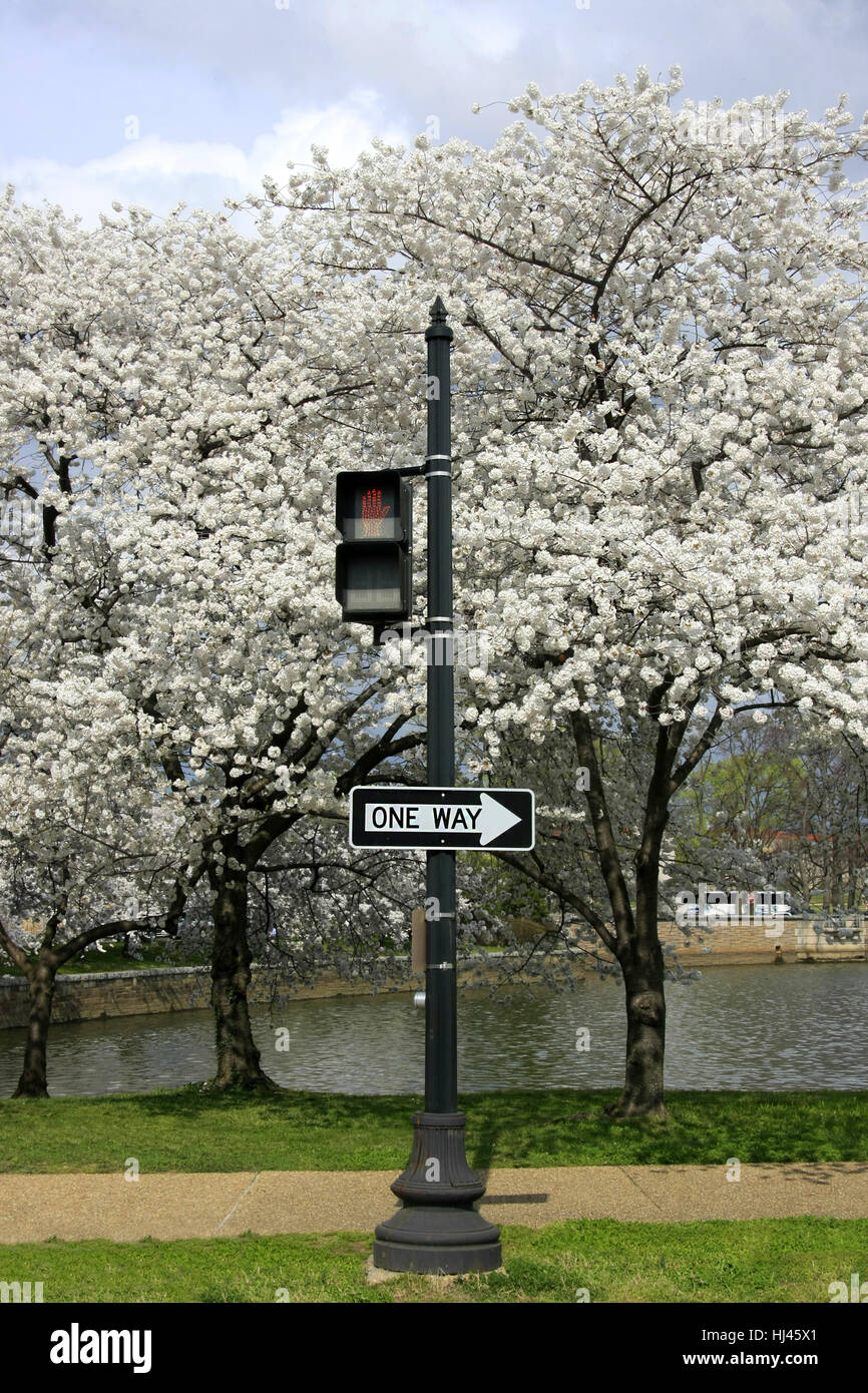 american, cherry blossom, hanging lamp, traffic light, set of lights ...