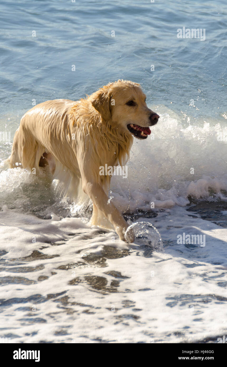 dog, genoa, colors, colours, italy, environment, enviroment, animal ...