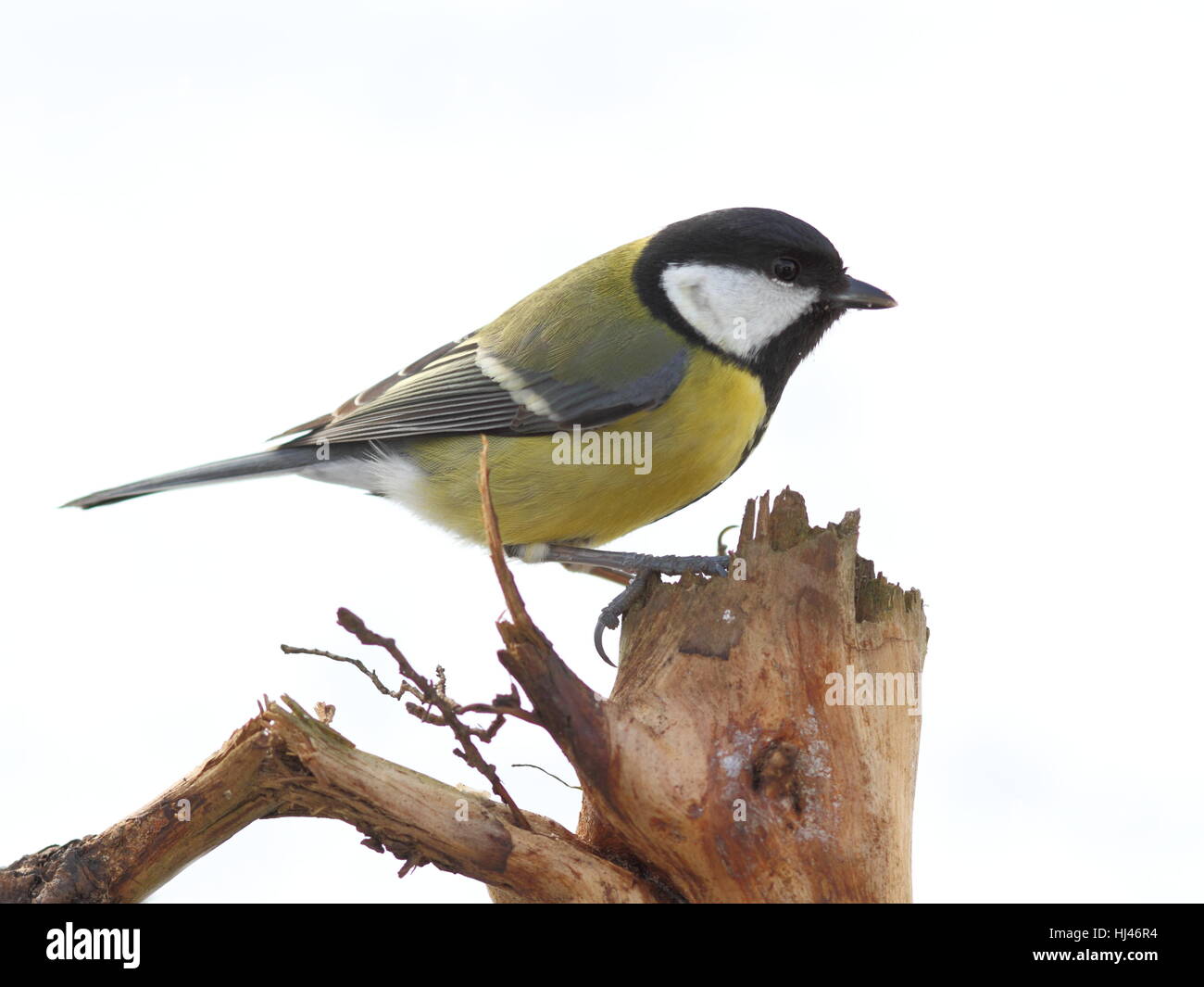 bird, birds, titmouse, great titmouse, titmice, fodder, tree, garden ...