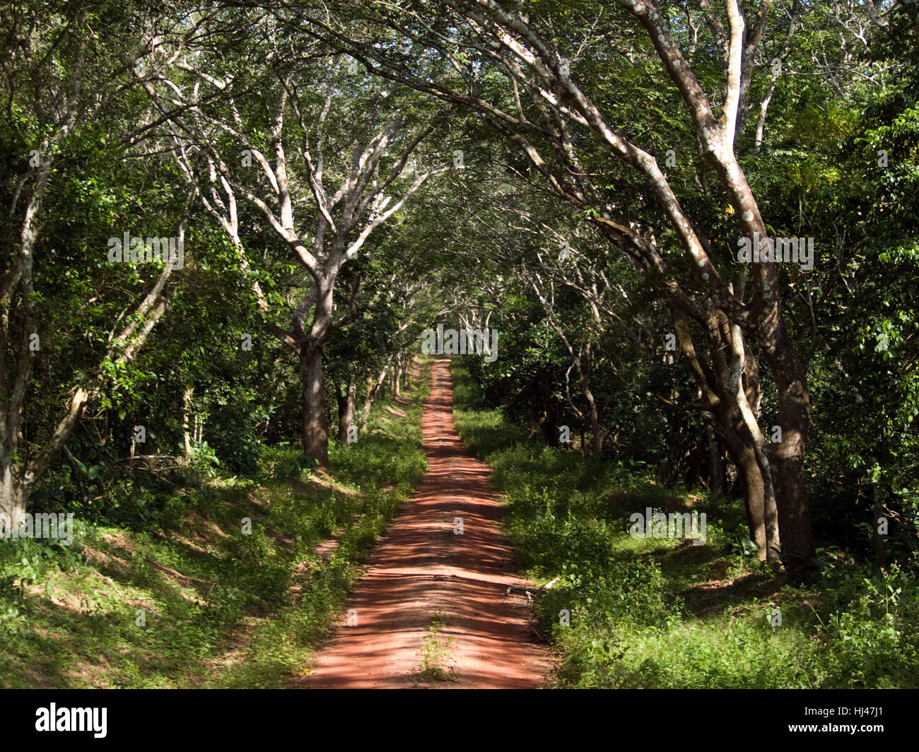 Shimba Hills National Park High Resolution Stock Photography and Images ...