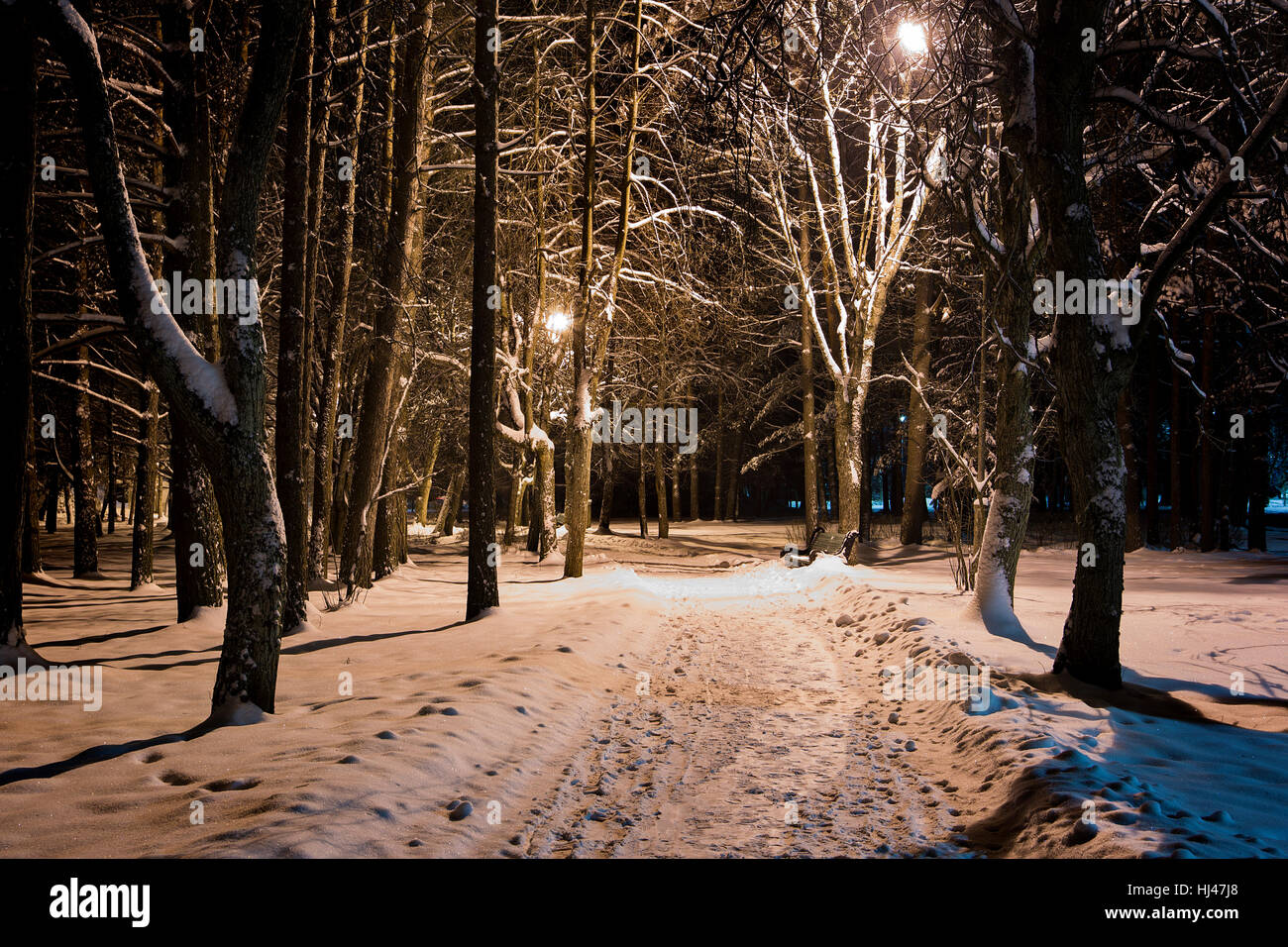 environment, enviroment, isolated, tree, park, winter, night, nighttime ...