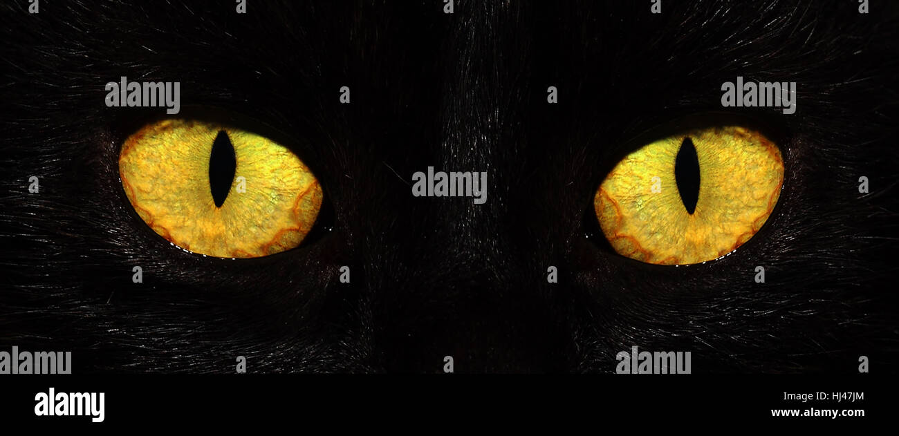 Glowing eyes night feline hi-res stock photography and images - Alamy