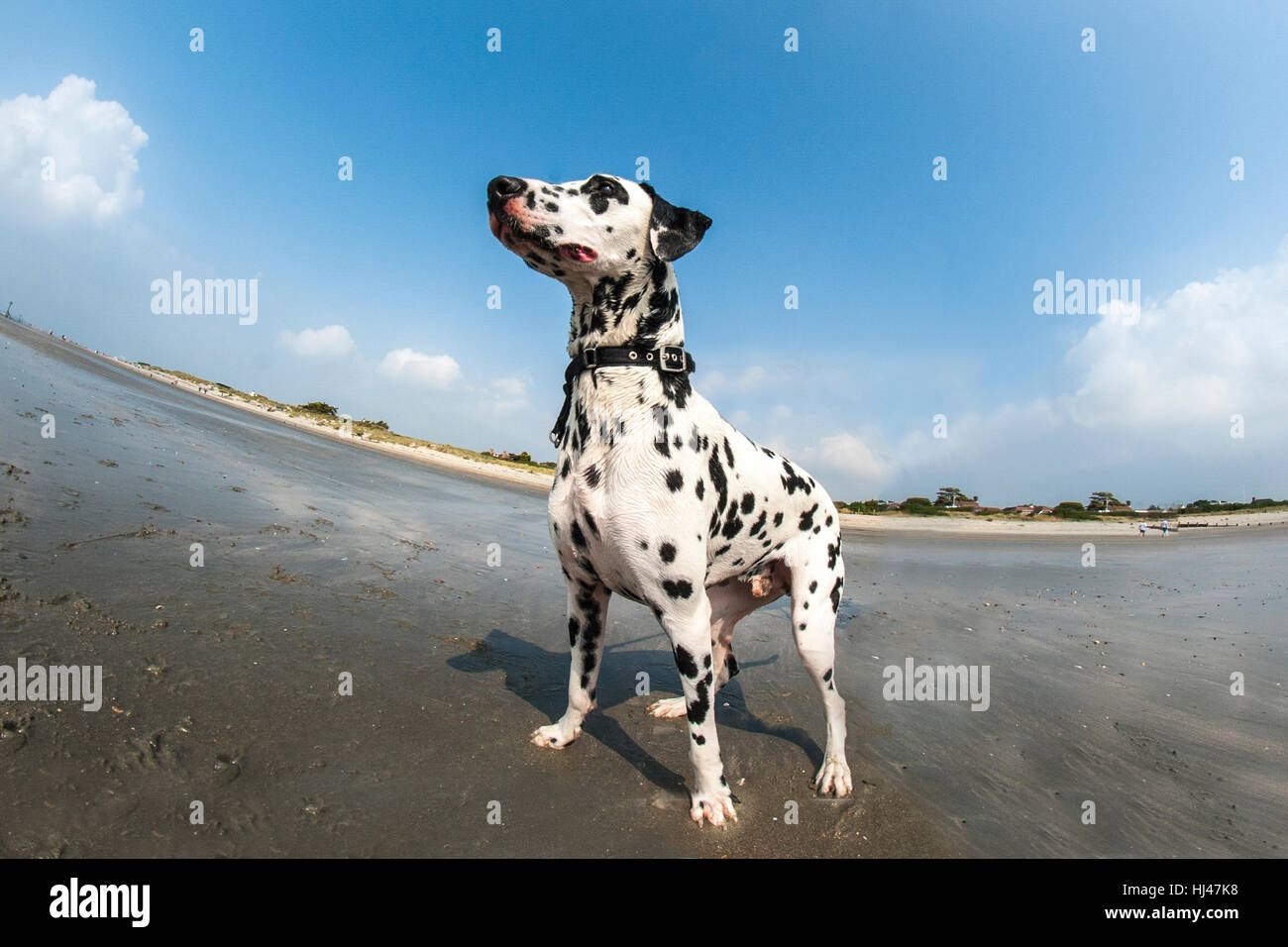 101 dalmation hi-res stock photography and images - Alamy