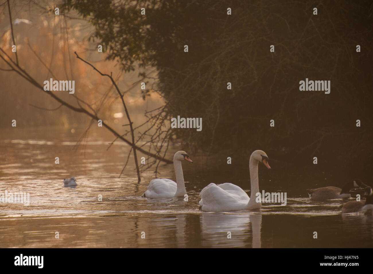 A swan on a misty lake early in the morning in London Stock Photo - Alamy
