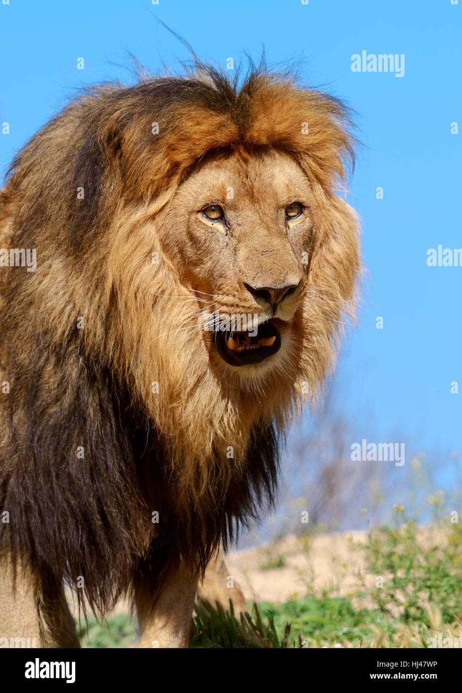 big, large, enormous, extreme, powerful, imposing, immense, relevant ...