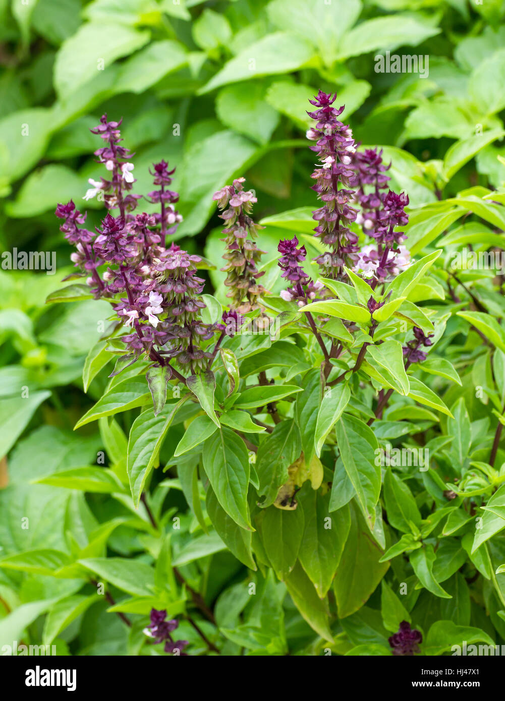health, medicinally, medical, garden, flower, plant, asia, leaves ...