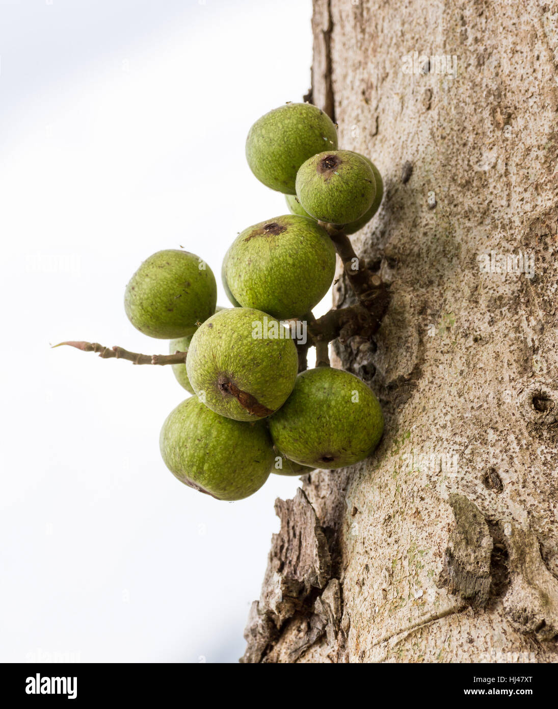 food, aliment, leaf, health, closeup, tree, garden, agriculture ...