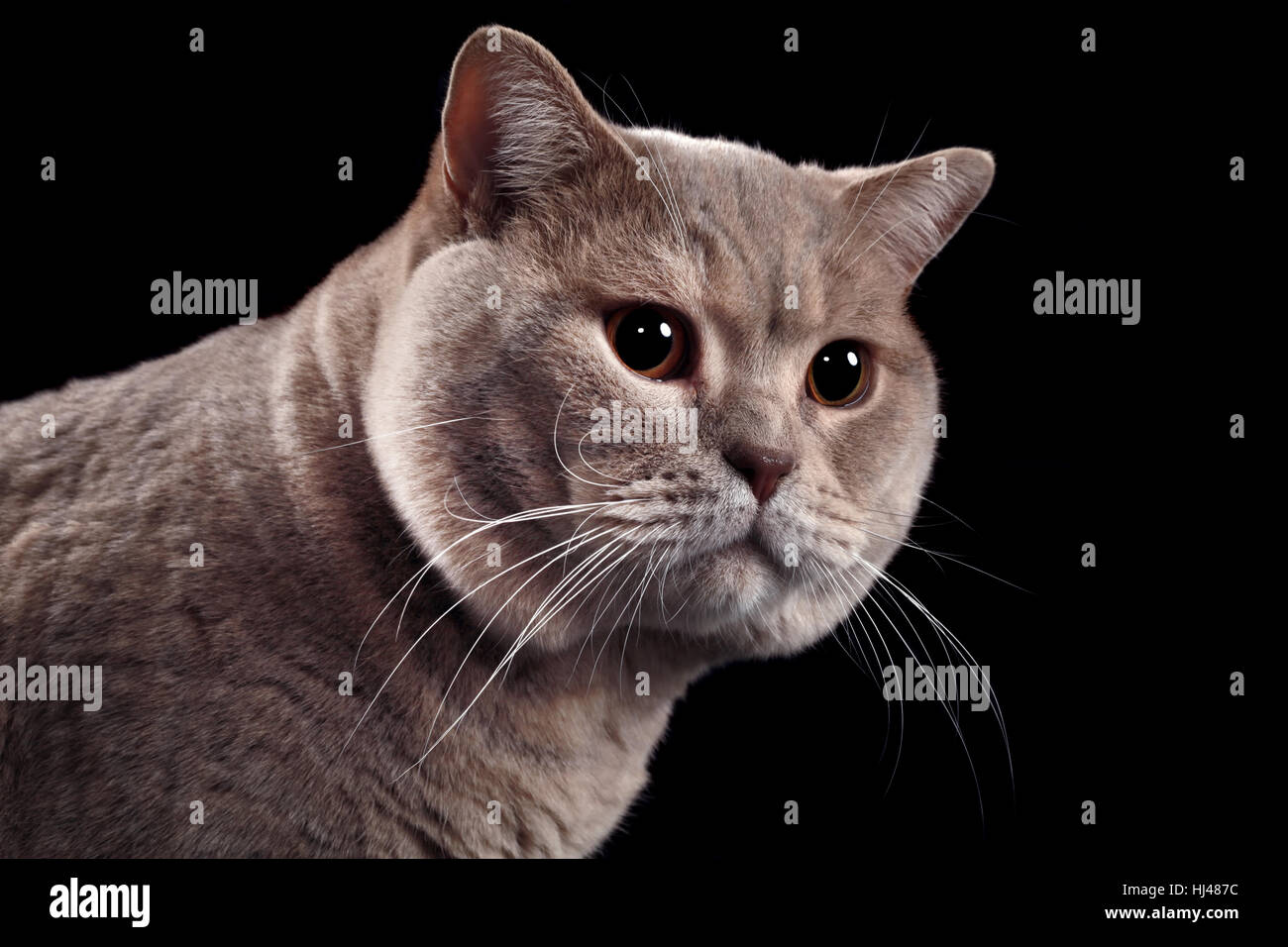 purebred, adorable, pussycat, cat, domestic cat, grey, gray, curious ...