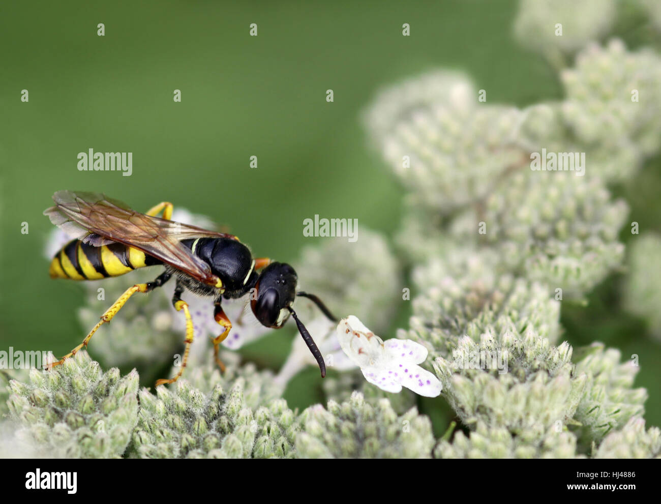 Triangulum hi-res stock photography and images - Alamy