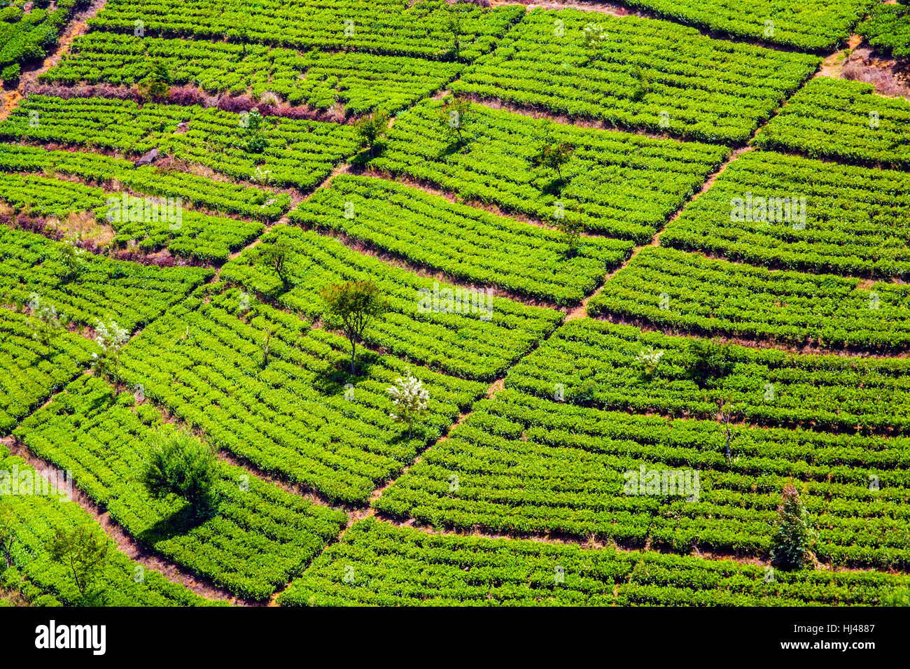 tea, agriculture, farming, field, farm, british, plantation, colorful ...