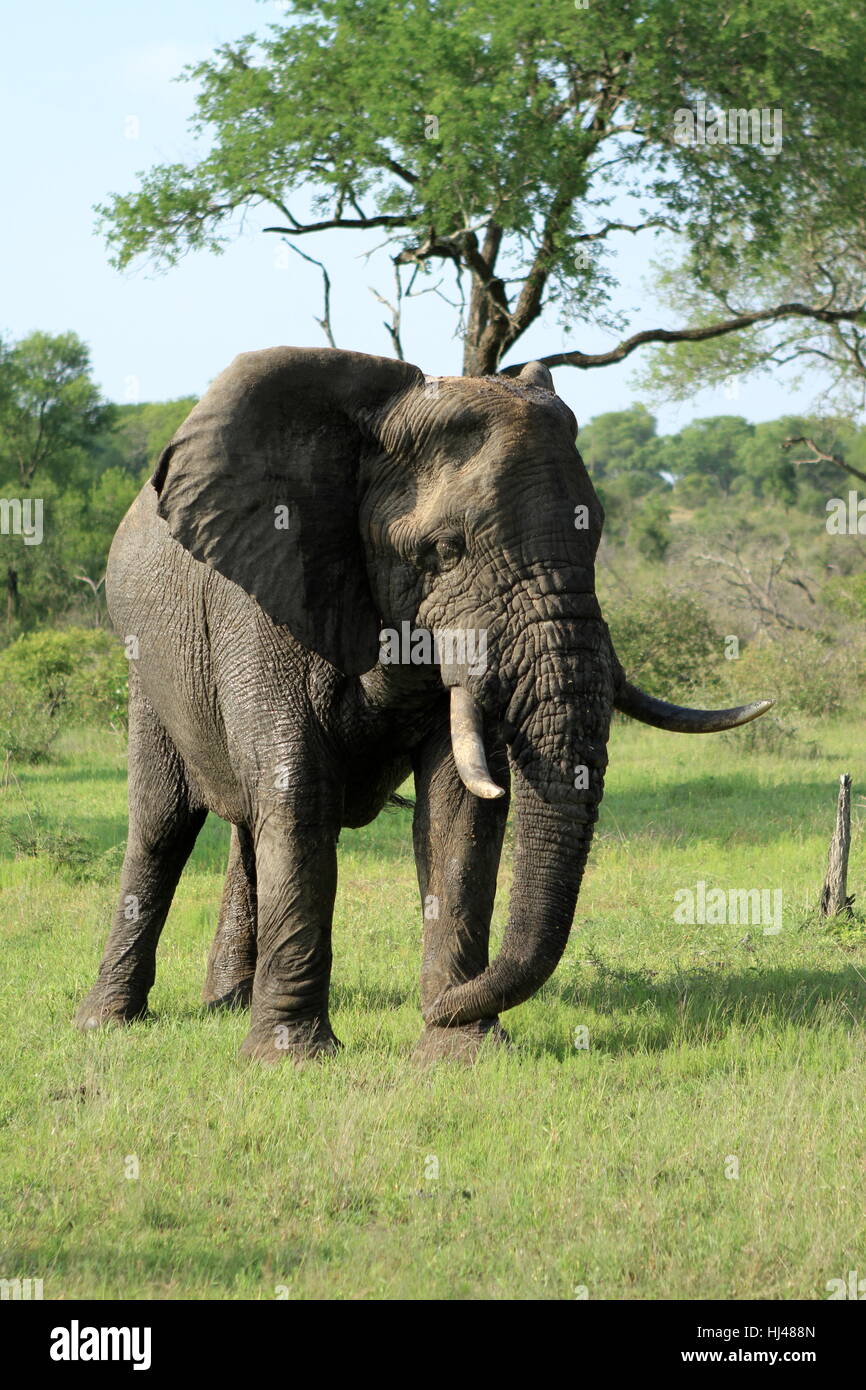 grandpa, grandfather, park, elephant, safari, grandma, old, close, legs ...
