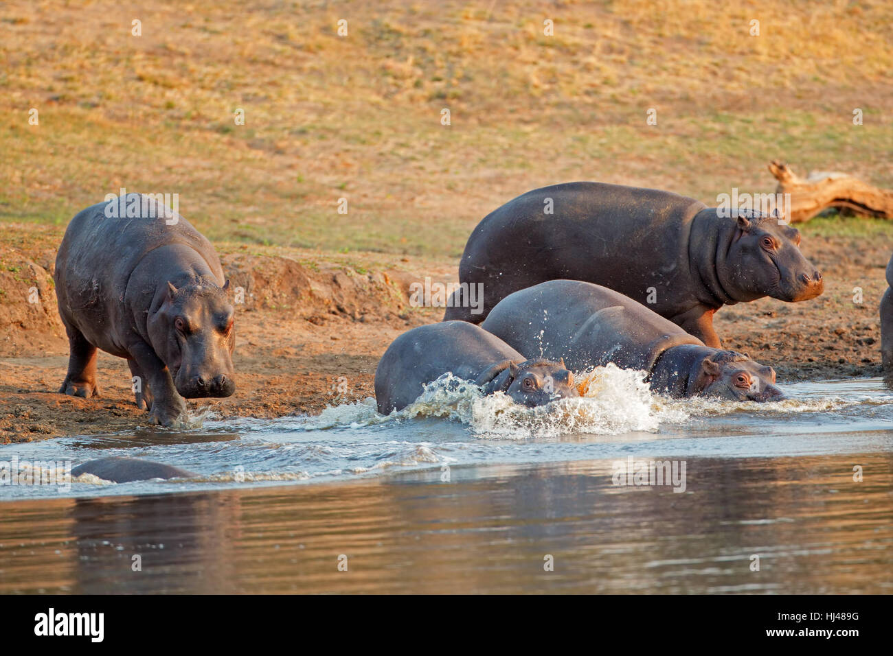 mammal, wildlife, hippopotamus, hippo, sport, sports, run, running ...
