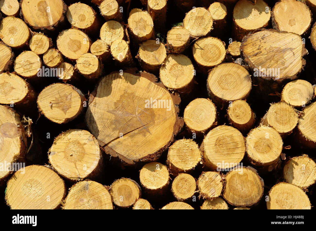 wood, trunk, stack, firewood, tree, wood, trunk, pine, energy, power ...