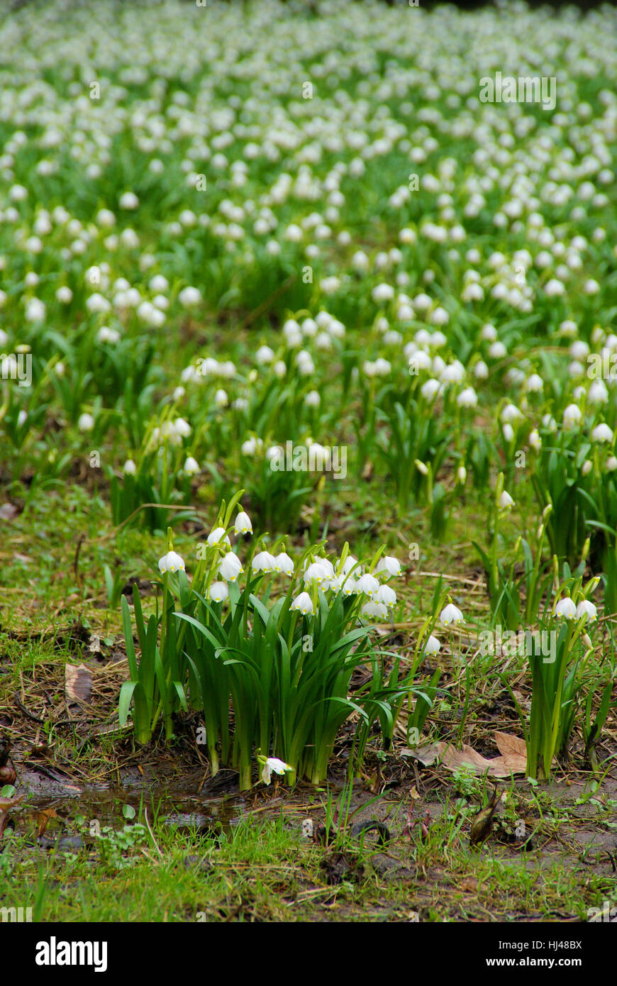 flower, plant, bloom, blossom, flourish, flourishing, spring, forest ...