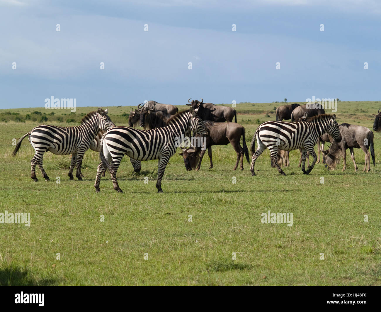 kenya, zebra, safari, relaxation, horizon, park, holiday, vacation ...