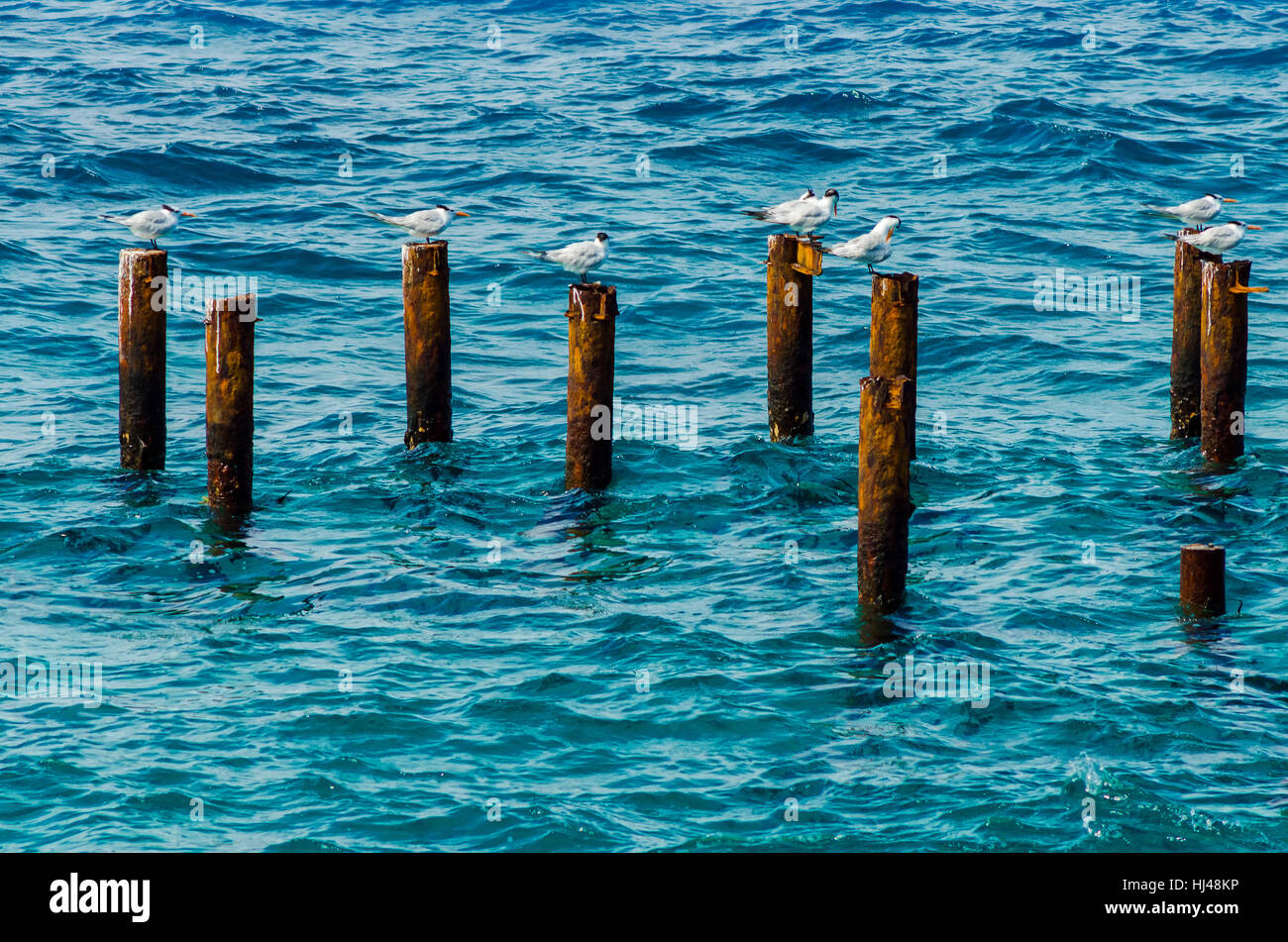 blue, birds, coast, colombia, caribbean, natural, blue, colour, bird ...