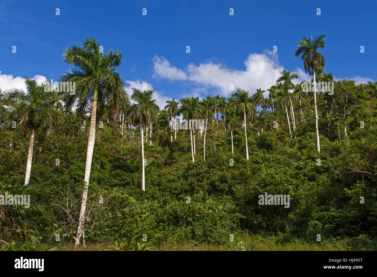 tropical palm grove Stock Photo - Alamy