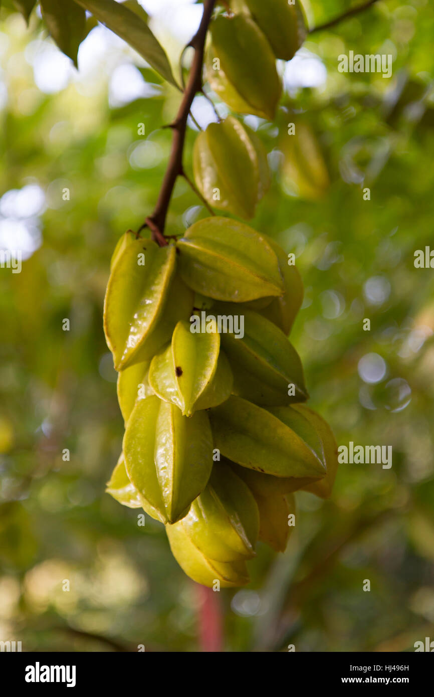 star fruit on the tree Stock Photo - Alamy